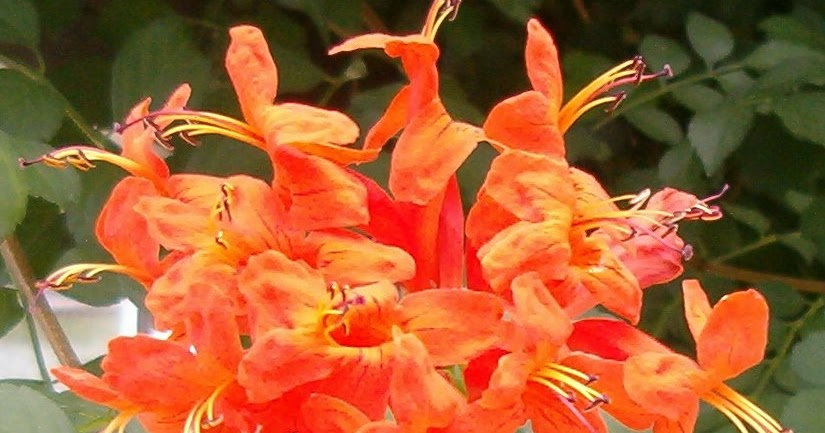 Rohida रोहिड़ा - State Flower of Rajasthan ~ Rajasthan GK | Current ...