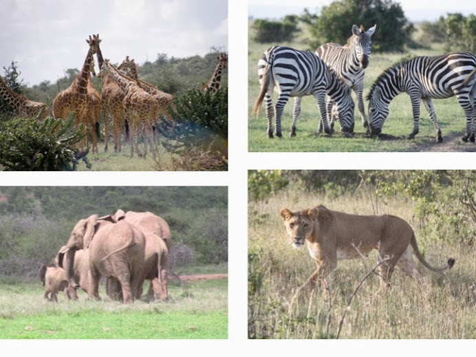 Field Computational Ecology: Sausage Fly