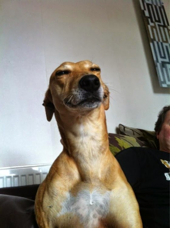 Memes de mascotas: reacciones que tienen los perros, que son igualitas ...