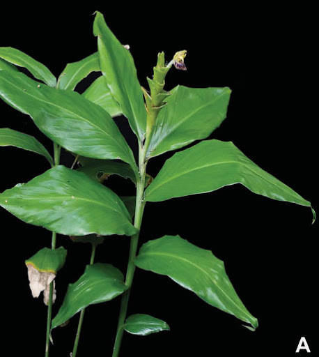 Plant family Zingiberaceae