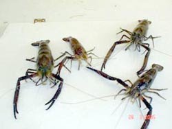 Los Tesoros de Josie: Mayacastes al mojo