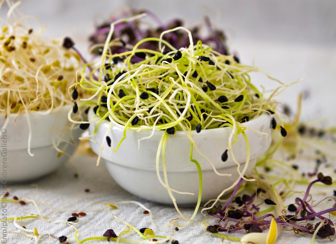El Cocinero Loko: Tudo que voce gostaria de saber sobre os Germinados!