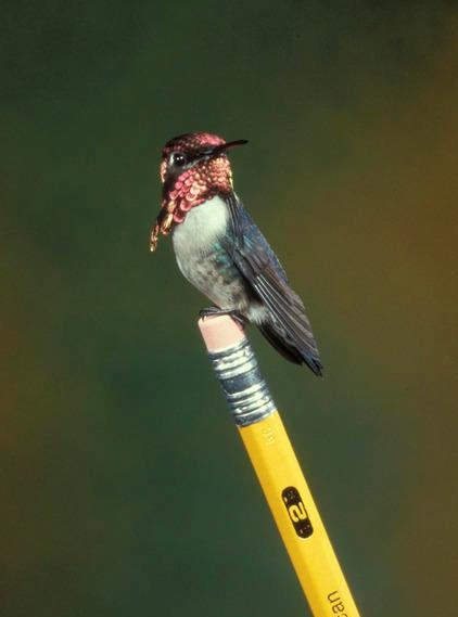 CIDADANIA ECOLÓGICA: AVE-COLIBRI-ABELHA-CUBANO É A MENOR DO MUNDO