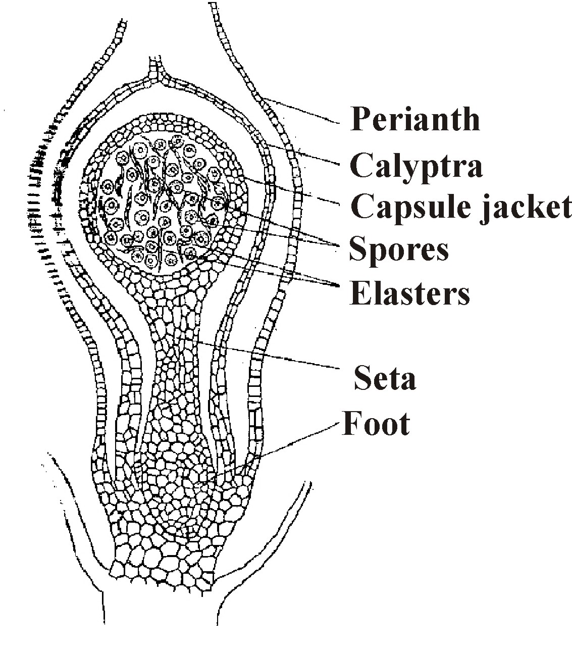 Winsome Publication: B.Sc. Allahabad University - Ist year - Botany II ...