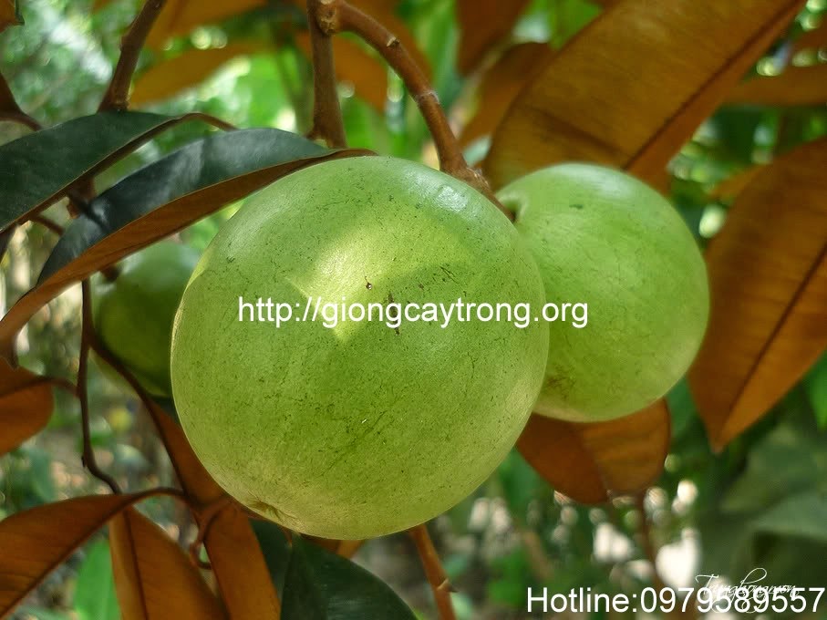 Giống cây vú sữa- Giống vú sữa lò rèn - Cây Giống Đại Học Nông Nghiệp ...