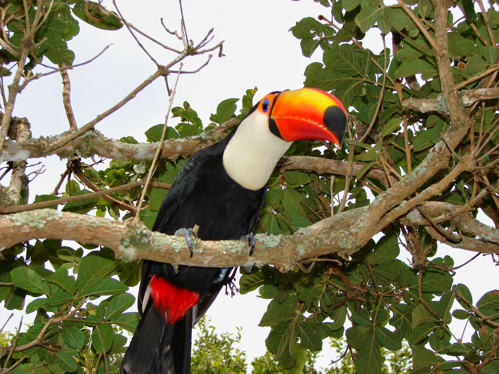 Animais Do Meio Ambiente - FDPLEARN