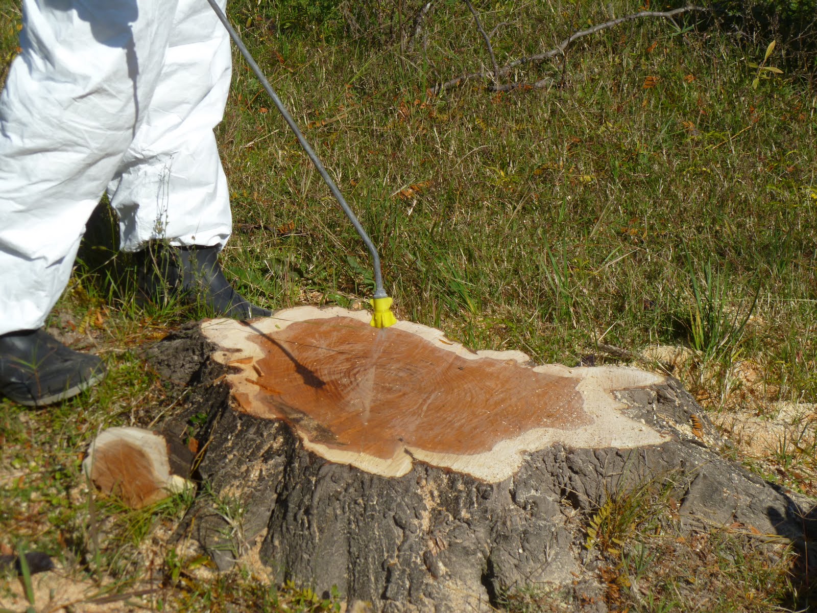 AMBITO DE VIDA: Capacitacion para el manejo del Acacio Negro