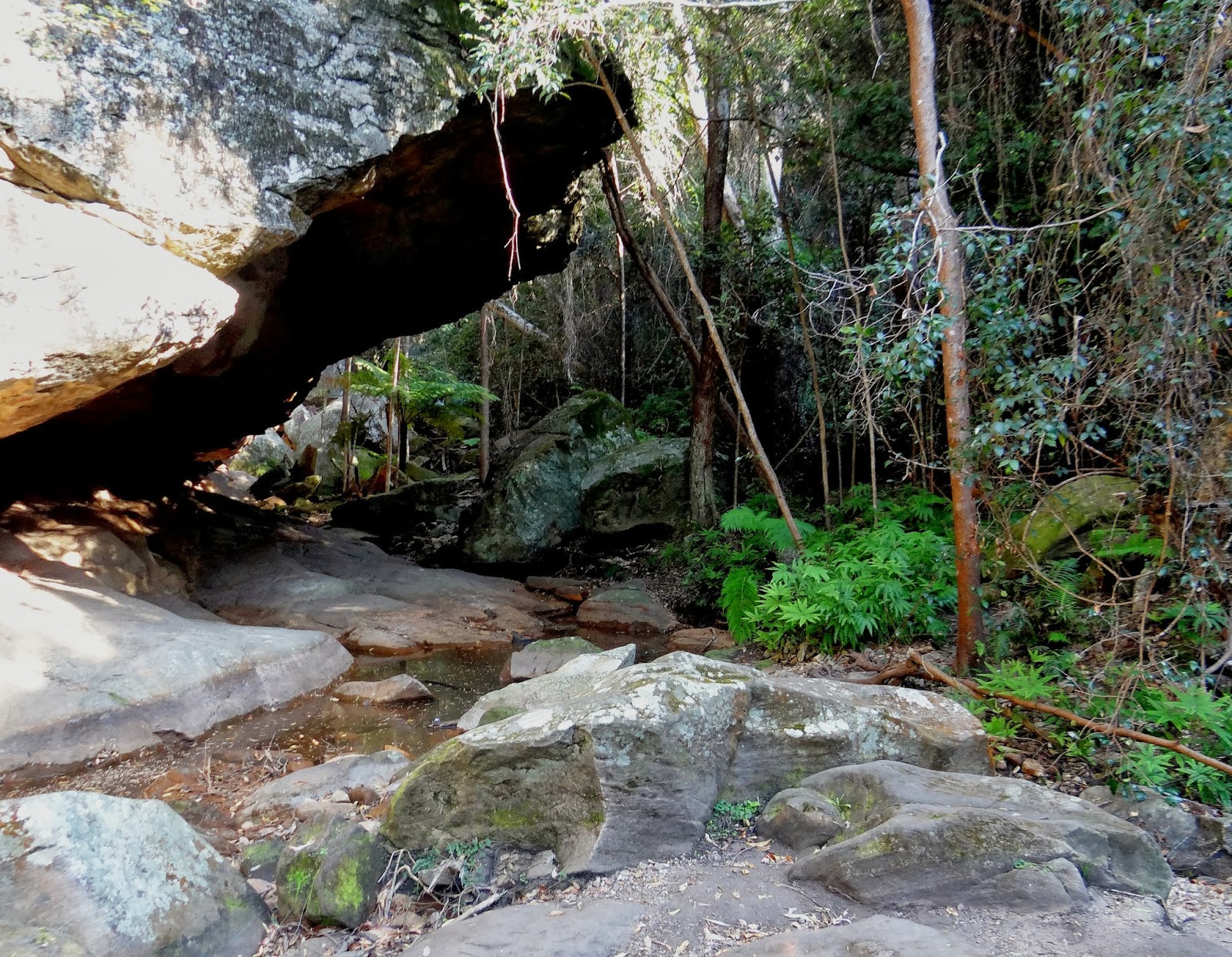 sunshinecoastbirds: Cania Gorge & Kalpowar