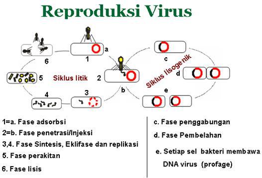 Makalah Biologi Kelas X semester 1 "VIRUS" ~ Tempat Penyedia MAKALAH