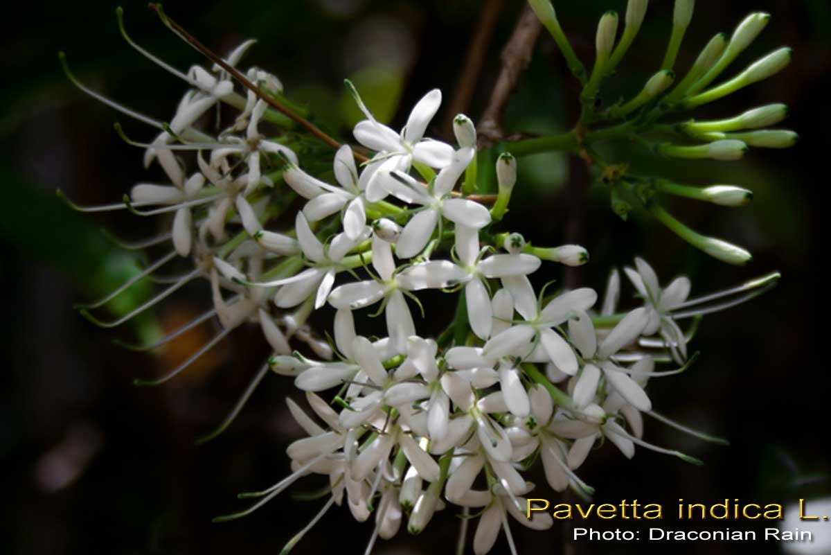 Medicinal Plants: Pavetta indica