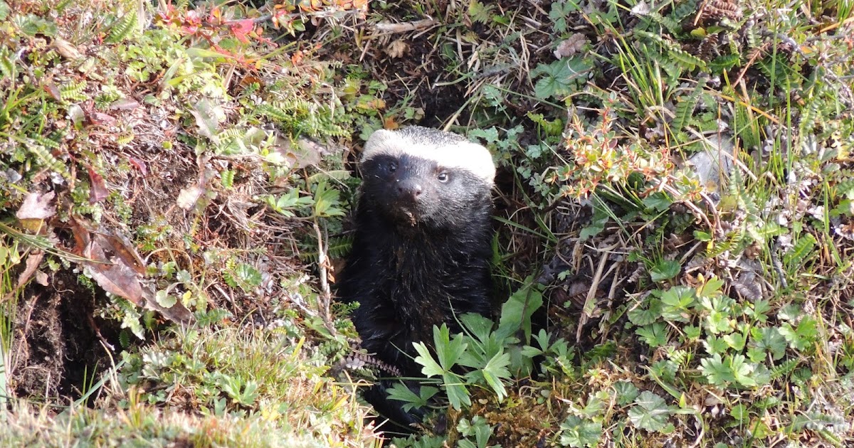Planeta Silvestre: Galictis Cuja (Quique)