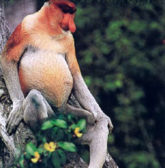 Mentes Imundas e Belas: O simpático e “iluminado” macaco narigudo