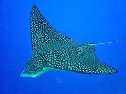 SHARK NEWS: Rays and Chimeras, The Shark's Relatives