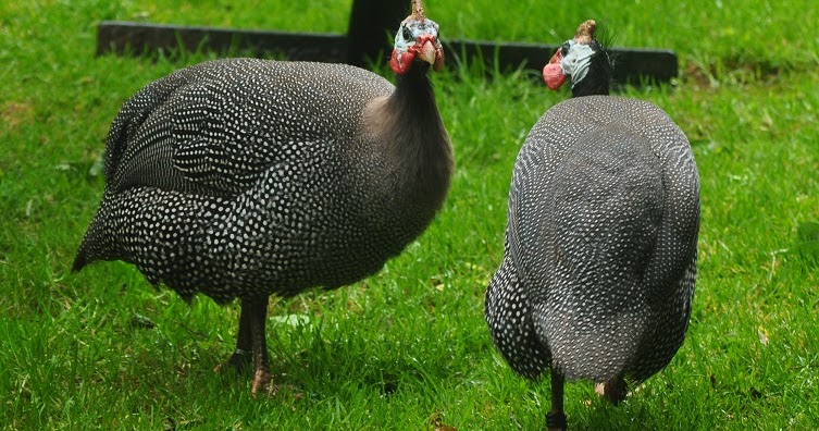 ZOOTOGRAFIANDO (5.836 ANIMALS): PINTADA COMÚN / HELMETED GUINEAFOWL ...