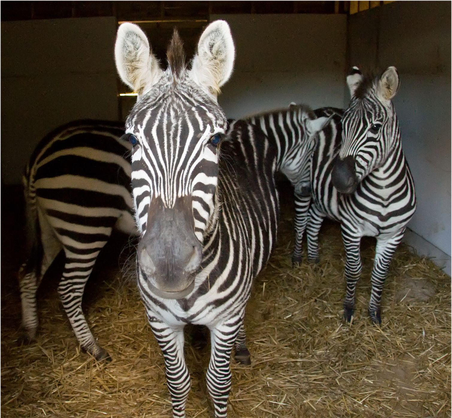 Dartmoor Zoo: New zebra settling in nicely