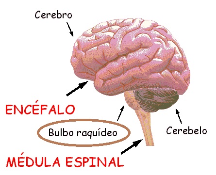 El cerebro adicto: El cerebro es responsable de tu cuerpo,pero solo tú ...