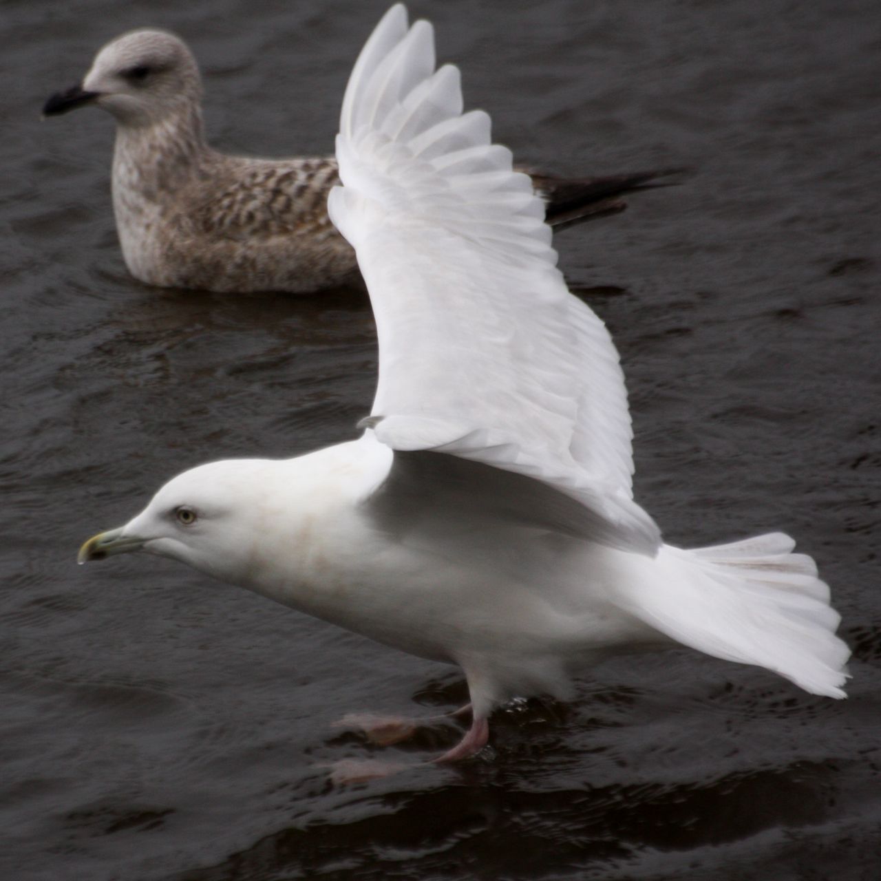 Morgithology: 3rd winter Iceland Gull in Galway