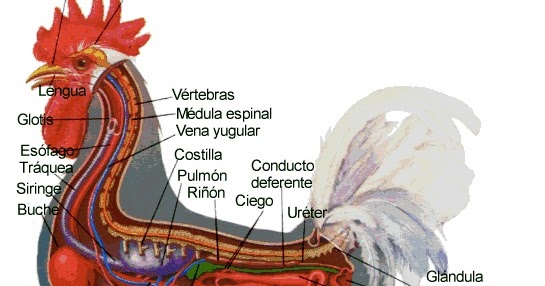 Gallos de Pelea Arenas: Embuche en gallos de pelea