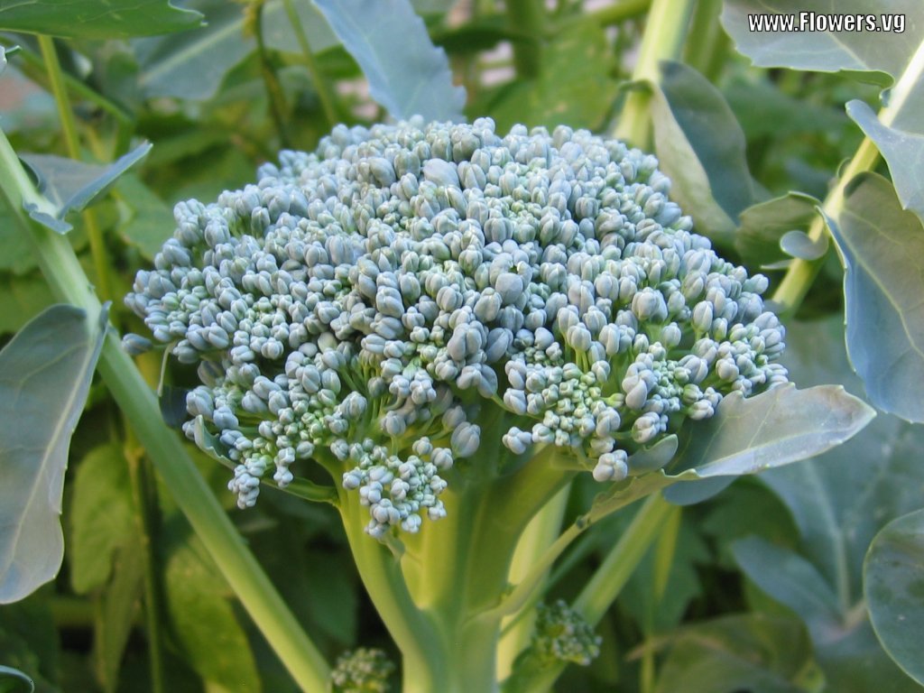 Bekam, Akupuntur, Pembetulan Tulang Belakang di Seri Manjung: Health ...