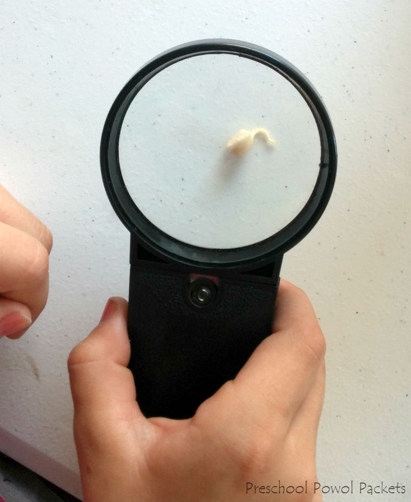 Dissect a Bean Seed Lab! | Preschool Powol Packets