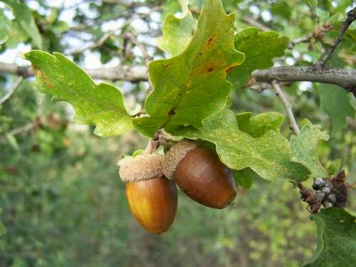 Bellotas de roble - Imagui