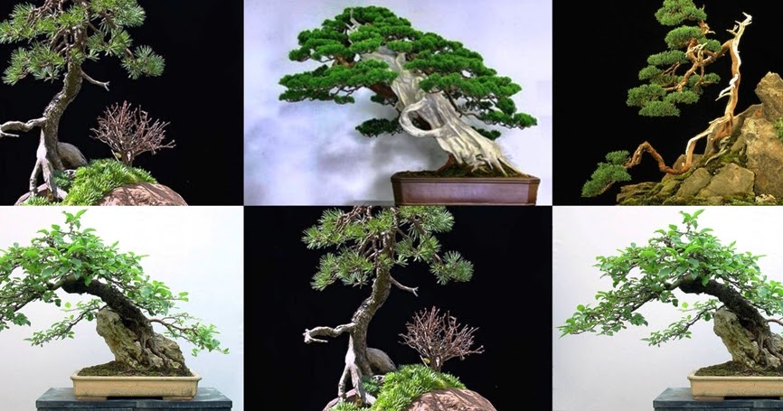 About basic bonsai styles - Super blog