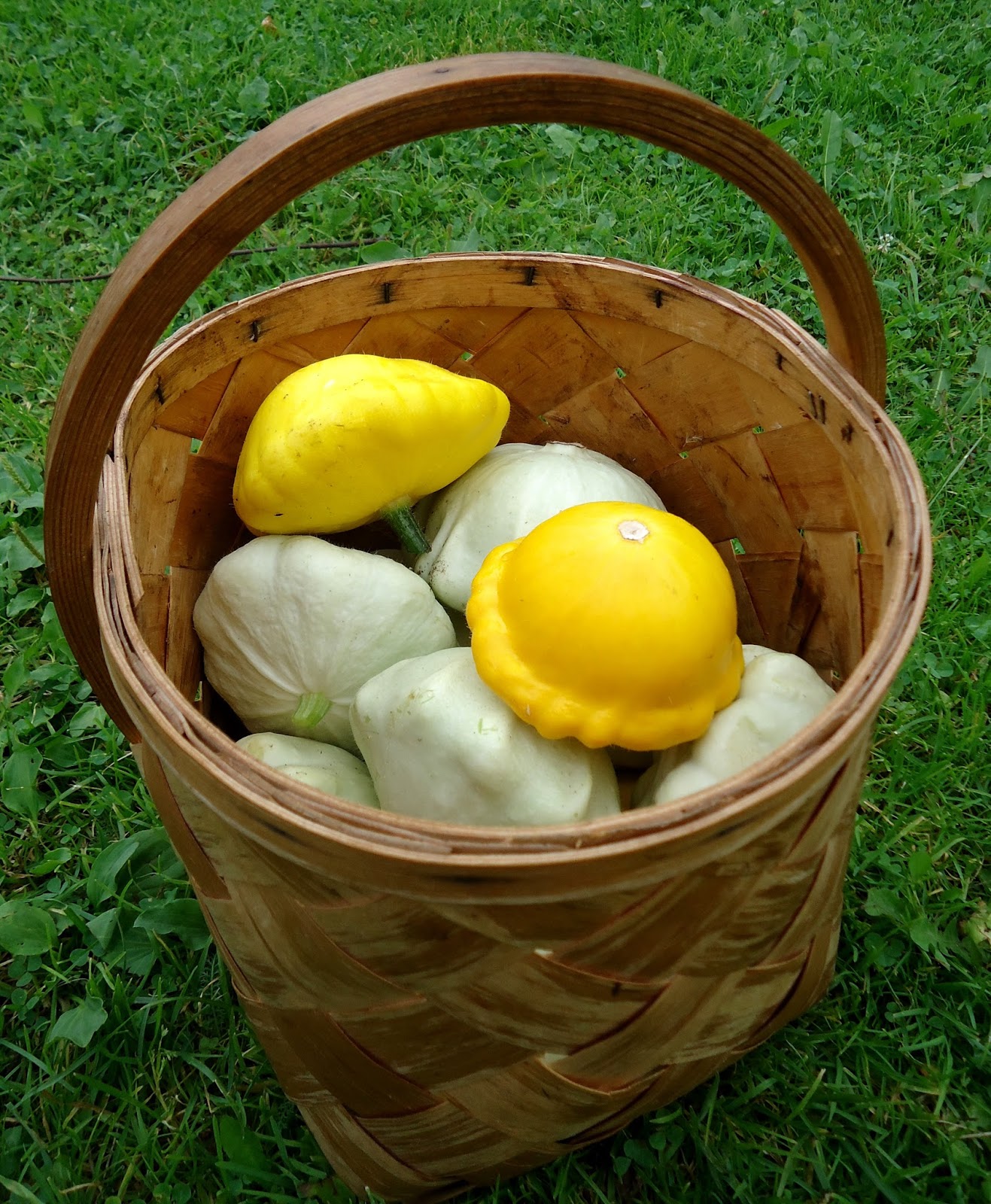 Šviesos 203: Patisonai