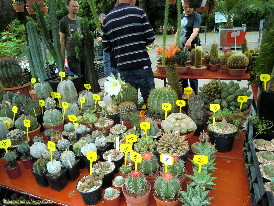 Lithops Stories: Cactus & Succulent Market in Essen (33 pics)