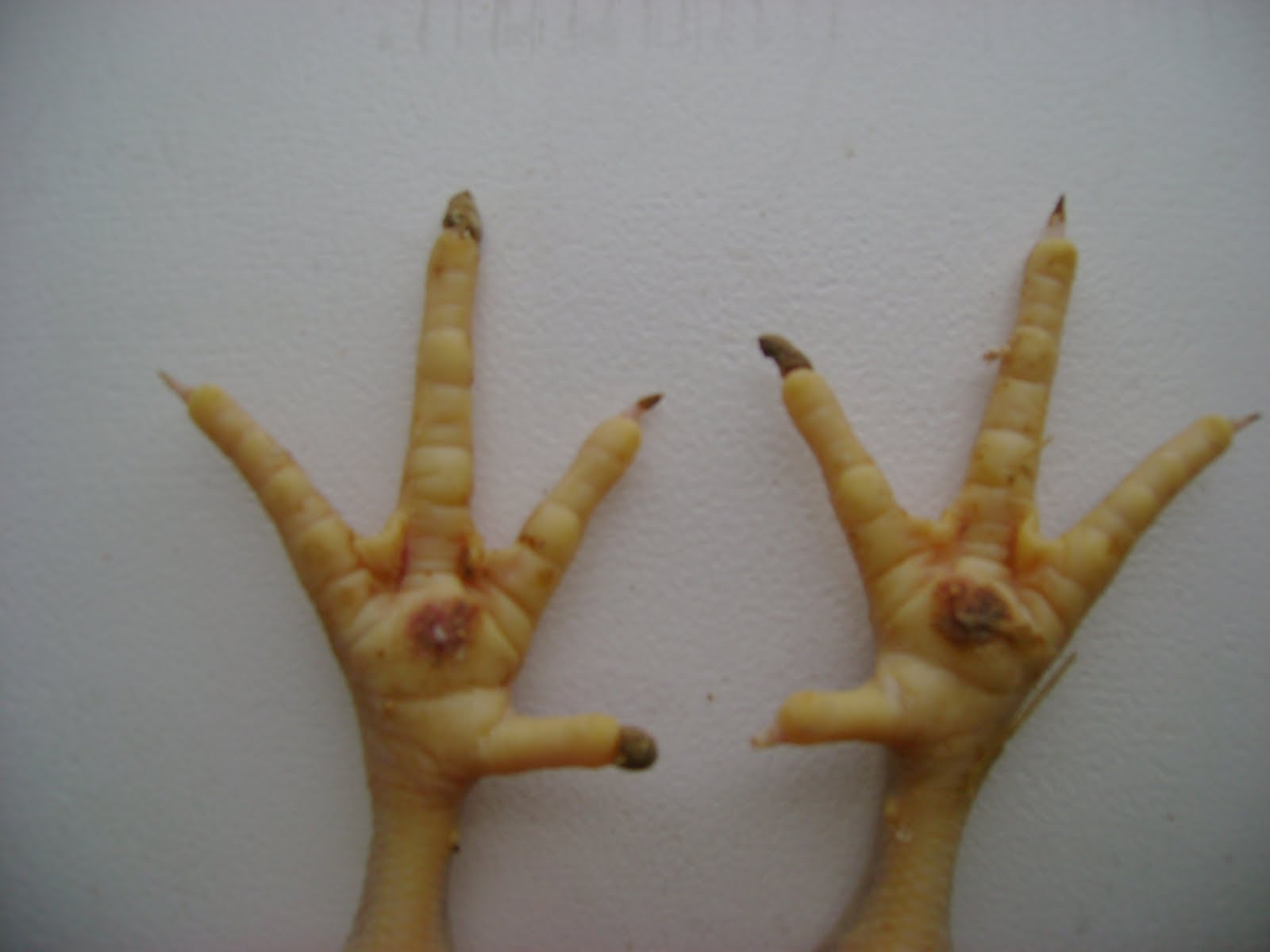 B R O I L E R I N G: Pododermatitis