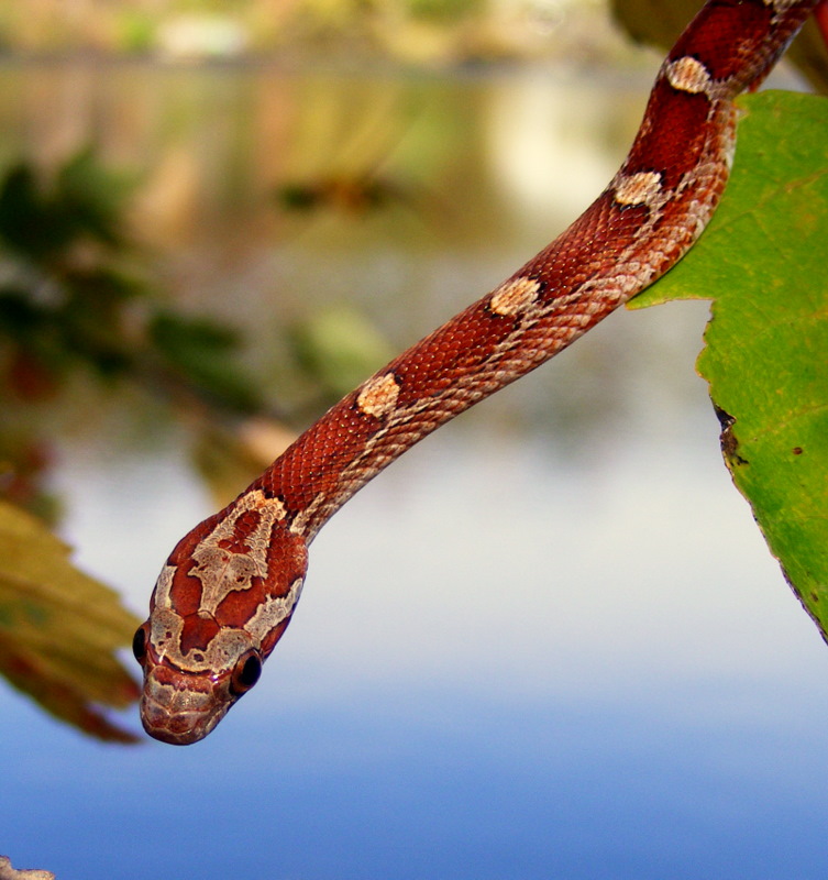 Our Beautiful World: Beautiful red snakes