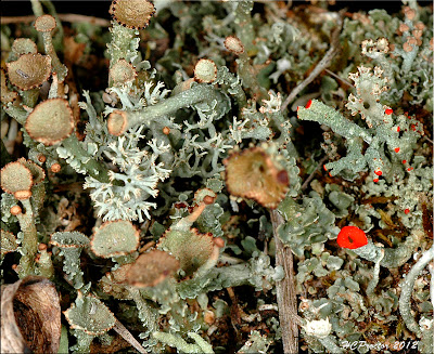 The Home Bug Garden: Myco Monday: Cladonia diversity in minature