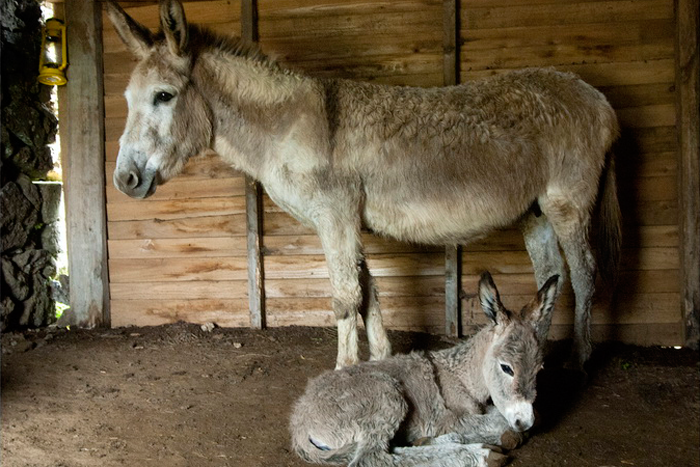 Lembranças: O burro "anão" da Graciosa, Ilha Graciosa, Açores