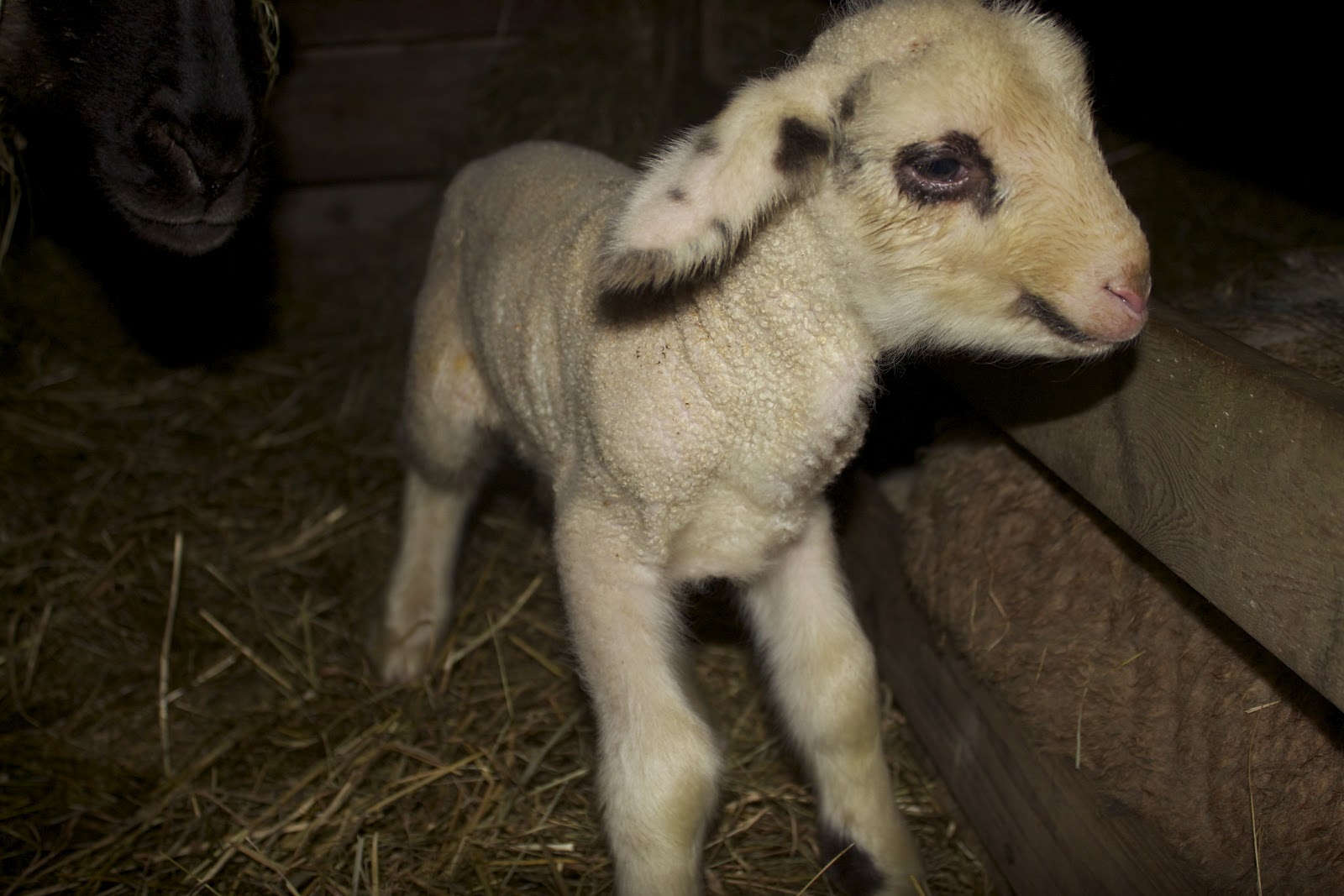 Bandit Stole my Heart: The life of sheep