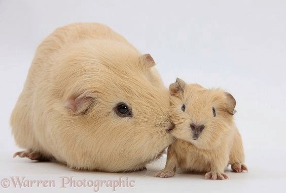 ZAMORČIĆI, predivni čupavi skvičavci, neće Vas ostaviti ravnodušnim.