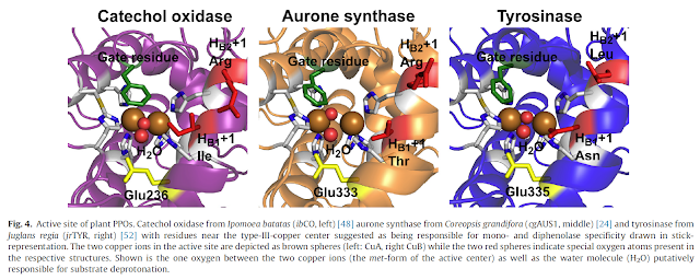 Copper Proteins & Succulents