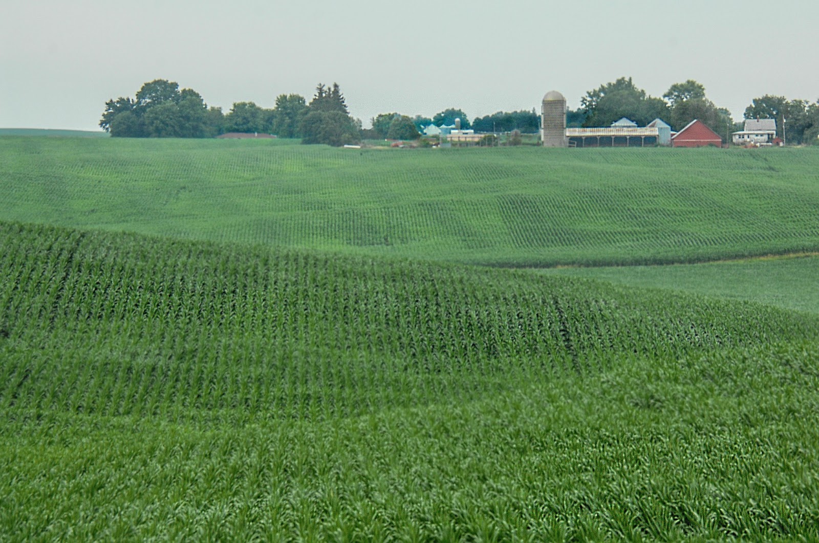 Bailey's Buddy: Crop rows defining the rural landscape Photos by Bob Kelly