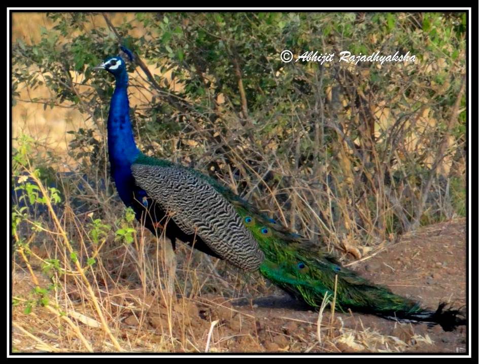 Travelz Unlimited: Morachi Chincholi : A Photogue