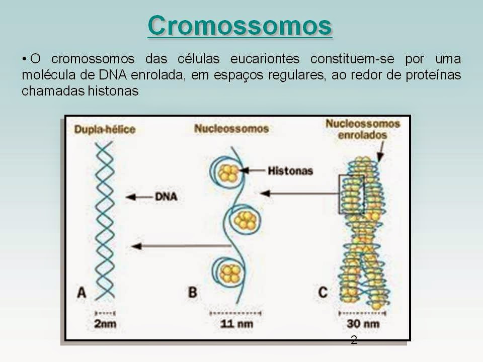 Bio prof. Viviane: Aula - Cromossomos