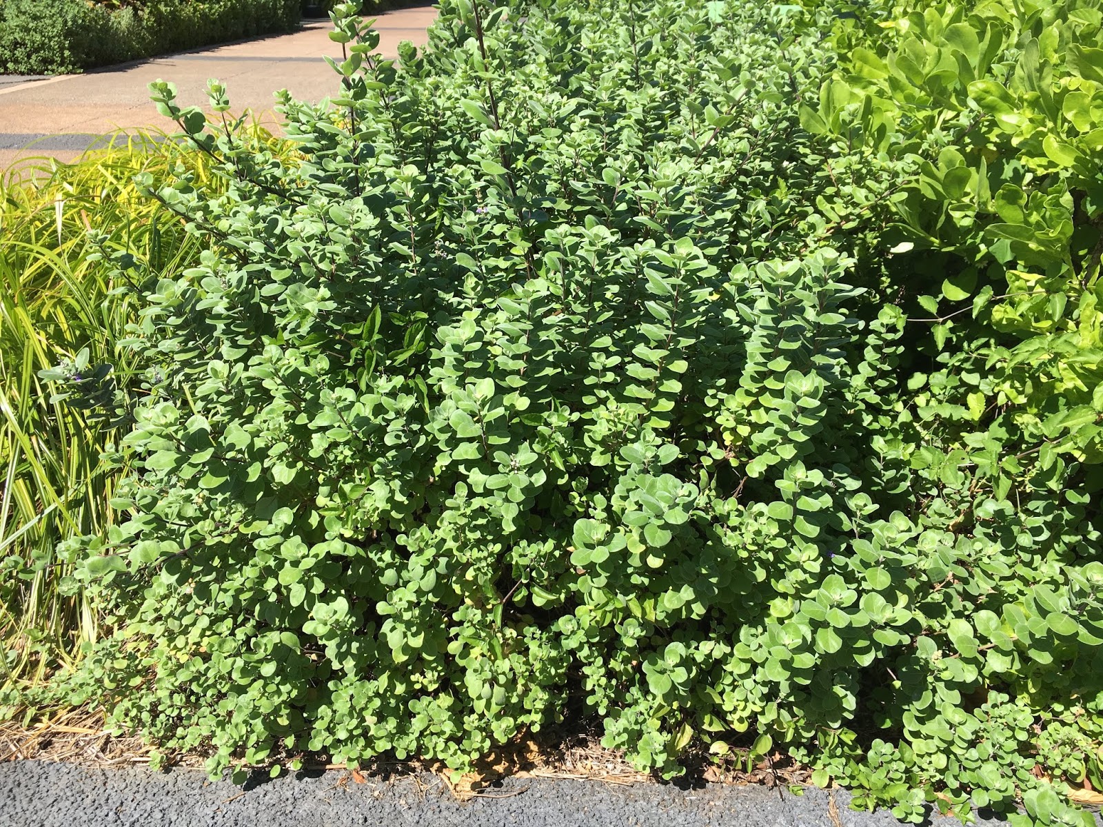 Vitex rotundifolia (Beach Vitex)