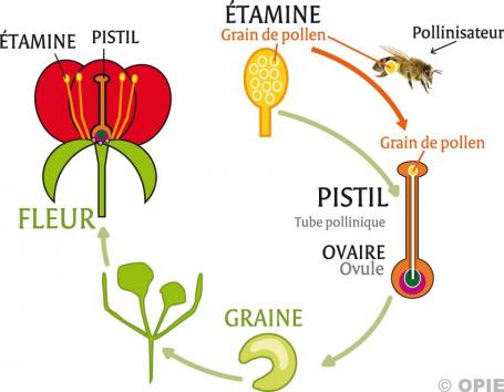 Club nature du collège Félix Gaffiot de Quingey: LES POLLINISATEURS