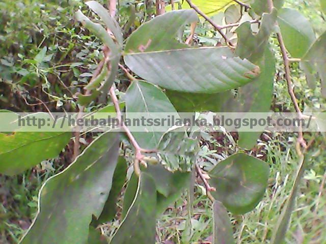 BRIDELIA RETUSA -කැටකලා -කැටකෑල