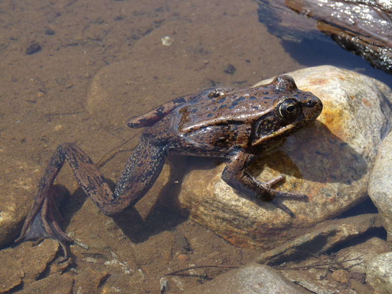 The Naturalest Naturalist: February 2012