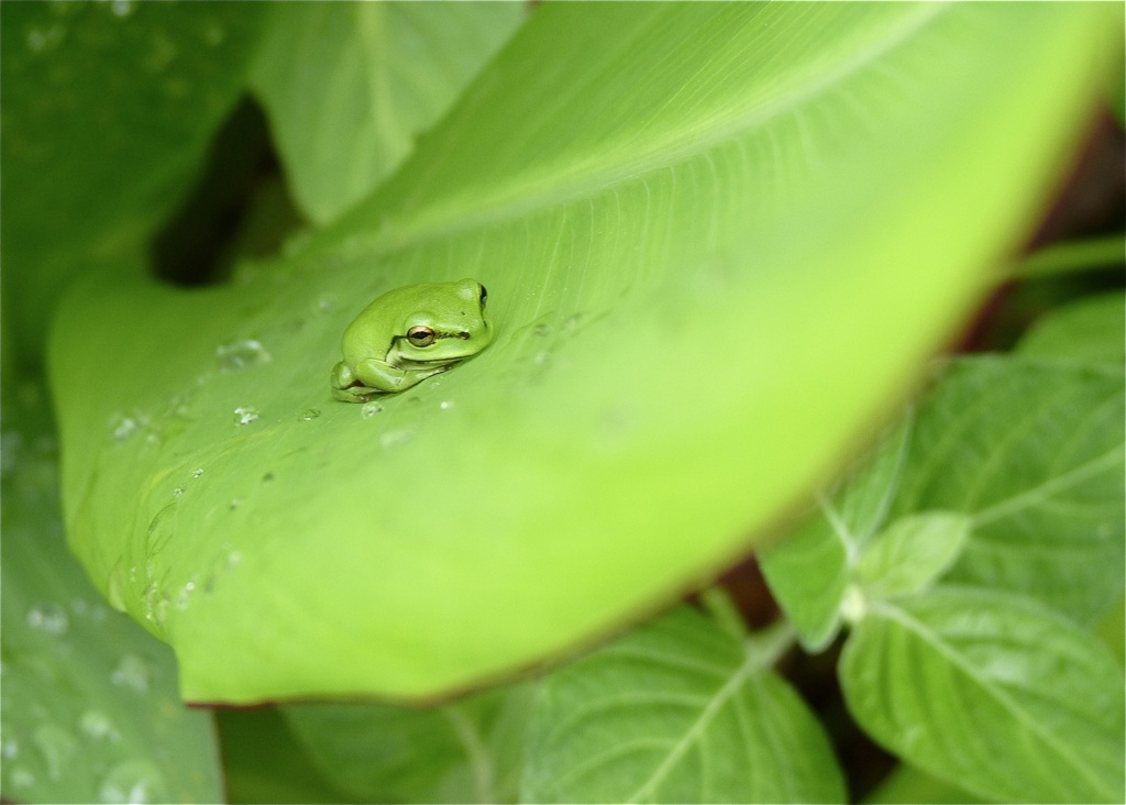 Pieces of Contentment: Cute Little Frogs