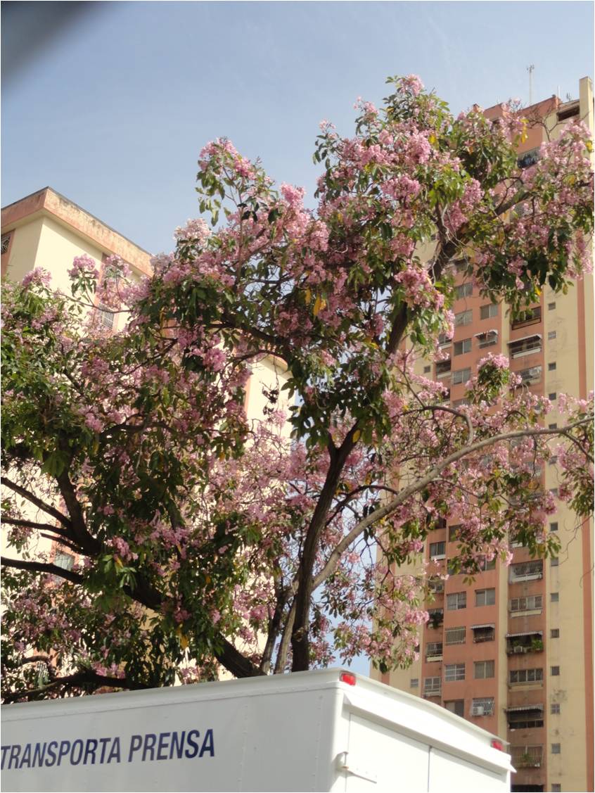 La Doctora De Las Plantas: Apamate (Tabebuia rosea) un árbol ...
