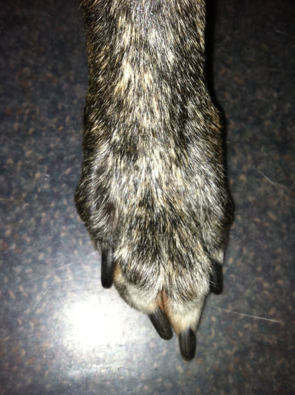 Aragon Greyhounds: Injured Toe