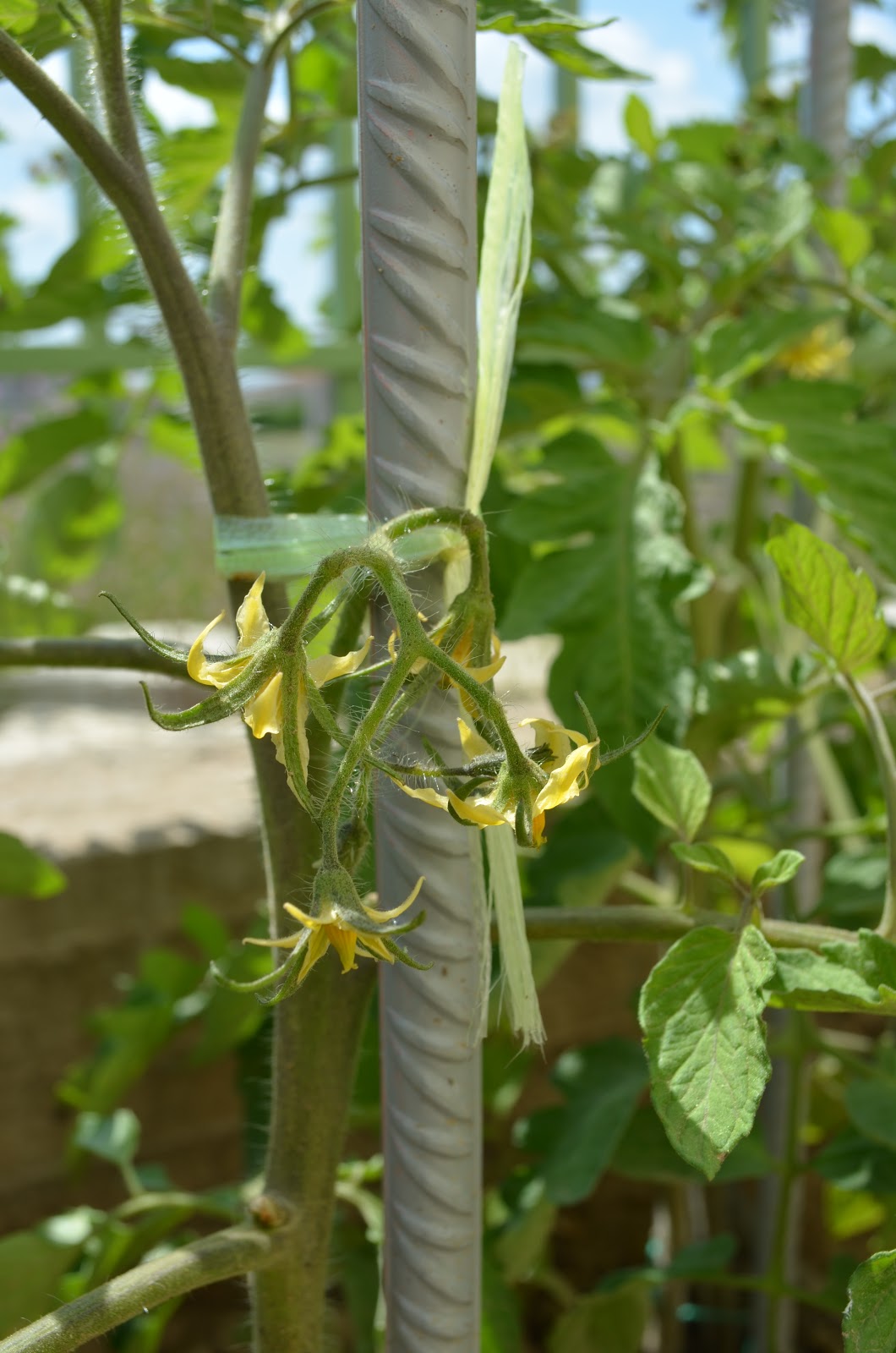 Jurnal de gradina: Rosii si mure