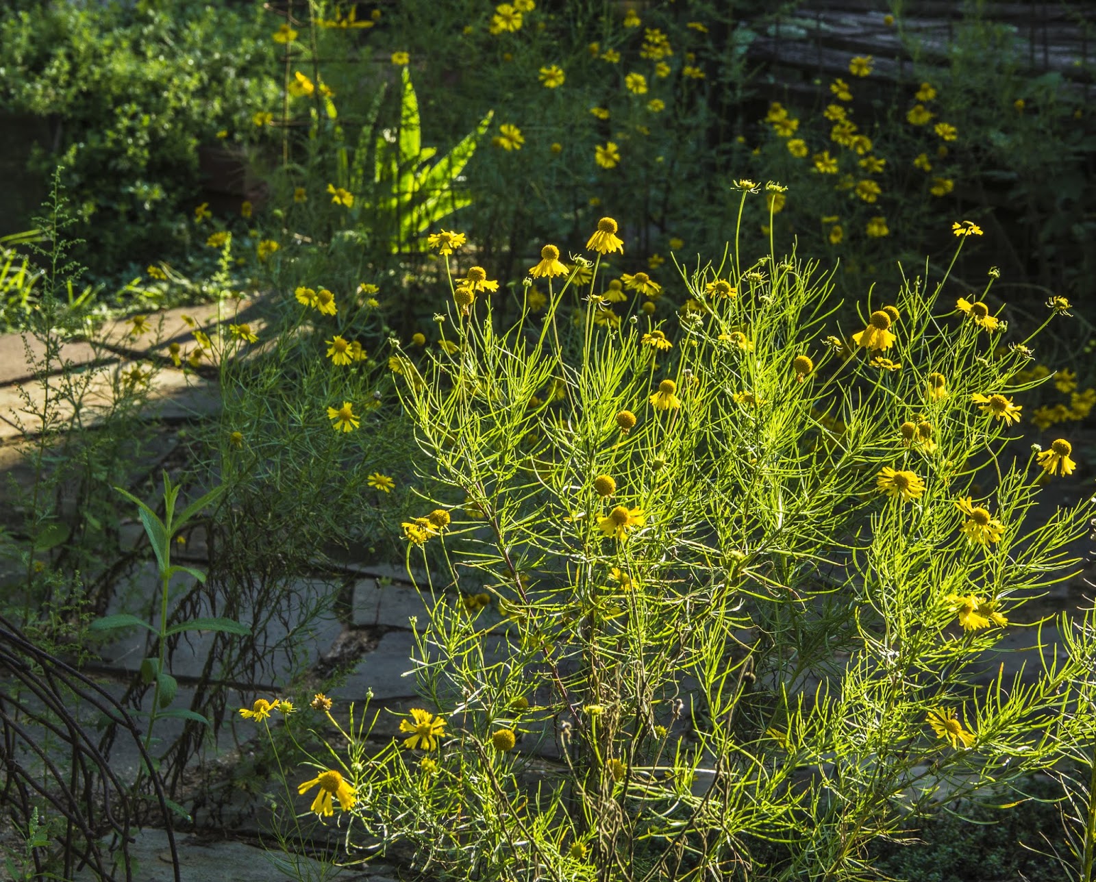 Of Leaf and Limb: Anne's Exuberant Garden