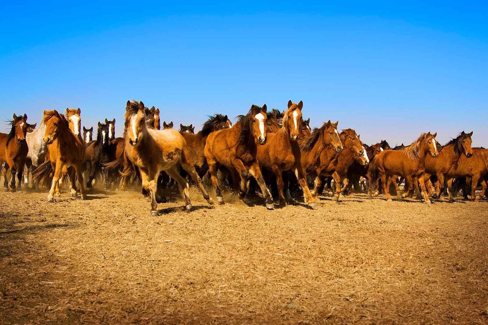 REPLICAS LITICAS DE BAJA CALIFORNIA SUR: El caballo mustang. es el ...