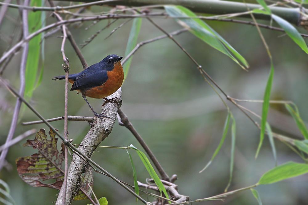 En las montañas de la locura. La fauna del Himalaya Oriental.