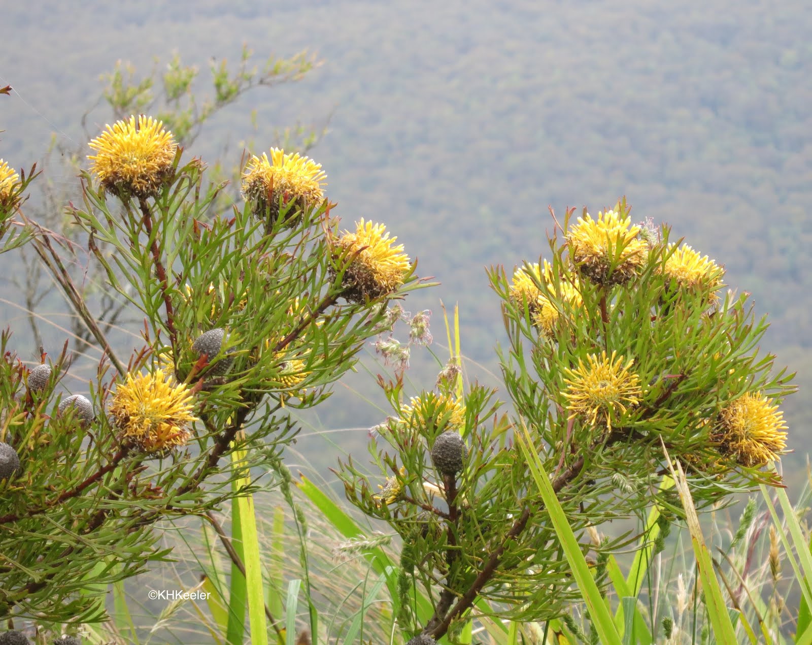 A Wandering Botanist: Visiting Australia--A Few Blue Mountain Flowers